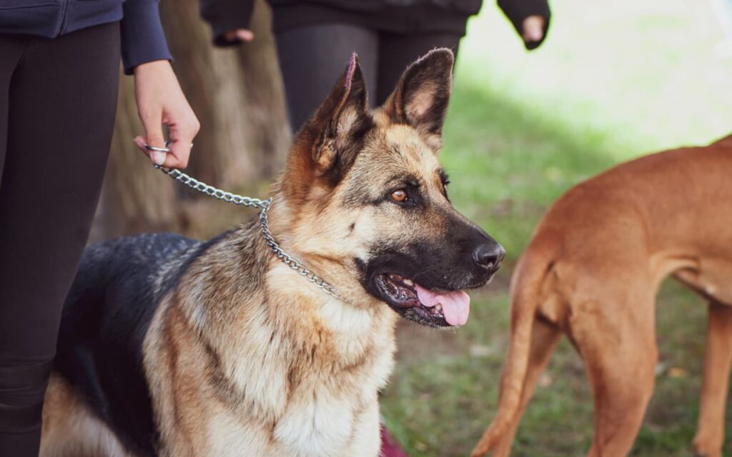 Animal Trainers Life Insurance The Insurance Surgery Animal Trainers Life Insurance The Insurance Surgery